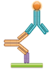 Anti-Bevacizumab Antibodies (Avastin) | Bio-Rad
