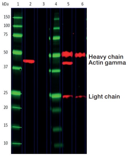 Western Blot Hrp _ ECL Western Blotting Substrate Protocol – LMTYW