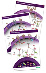 Understanding the Eukaryotic Cell Cycle - Mini-review | Bio-Rad