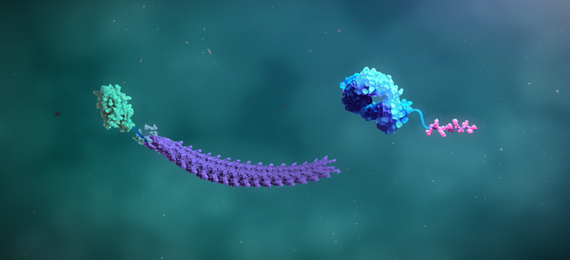 SpyDisplay Technology - Efficient Antibody Selection with SpyTag | Bio-Rad