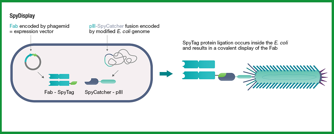SpyDisplay Technology - Efficient Antibody Selection with SpyTag | Bio-Rad