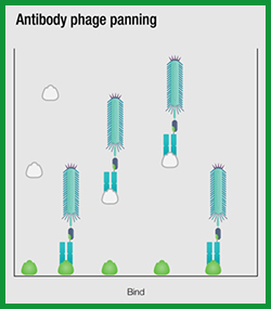 SpyDisplay Technology - Efficient Antibody Selection with SpyTag | Bio-Rad