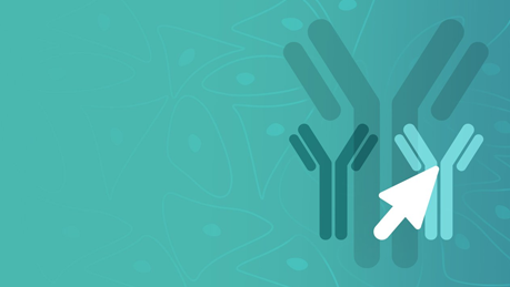 Bio-Rad Antibodies | Reagents, Antigens & Kits | Formerly AbD Serotec