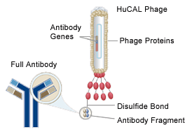 Immunoglobulins - Classes & Subclasses | Bio-Rad