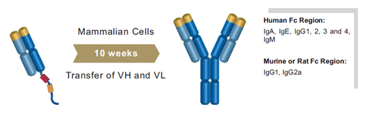 chimeric antibodies, antibody, immunoglobulins, hucal antibodies